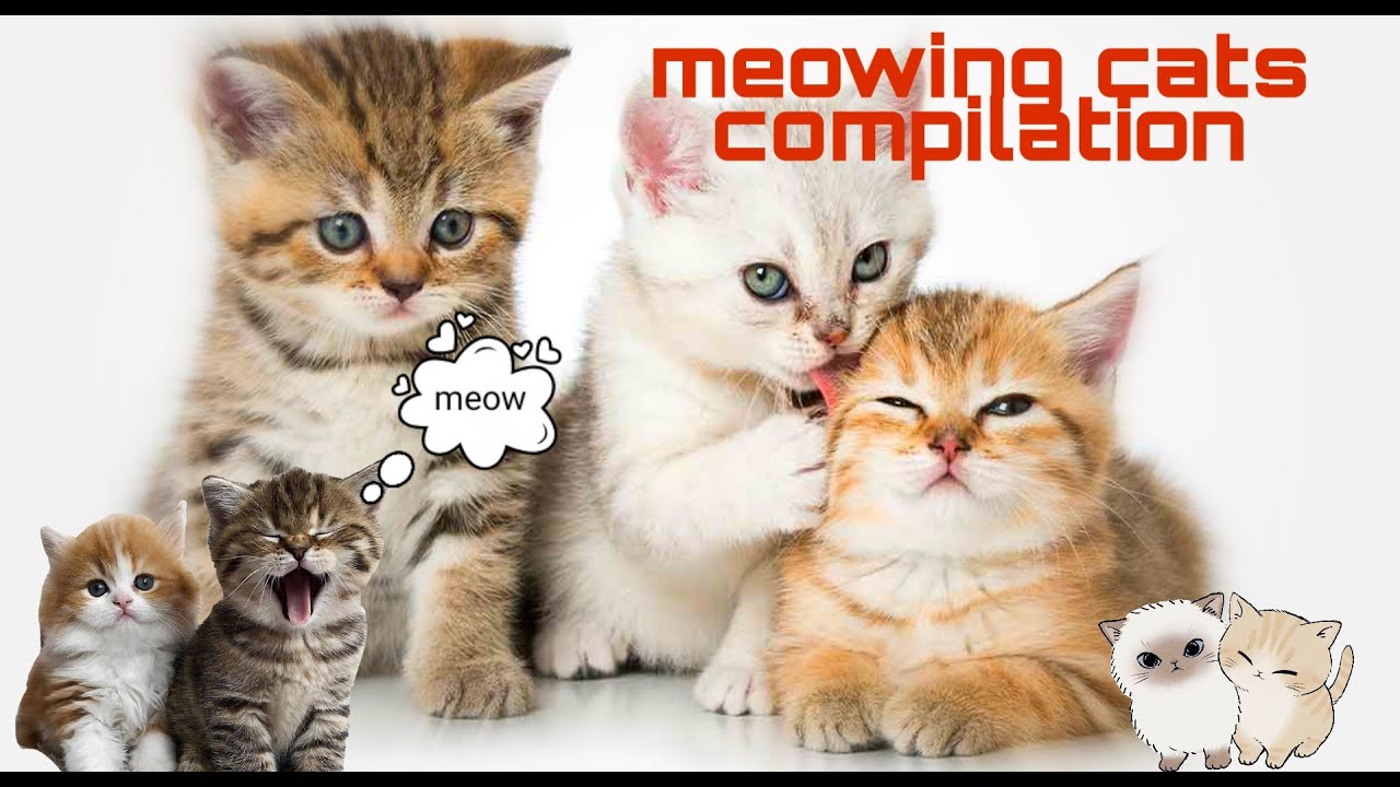 Meowing cats COMPILATION 😻|2020 - YouTube
