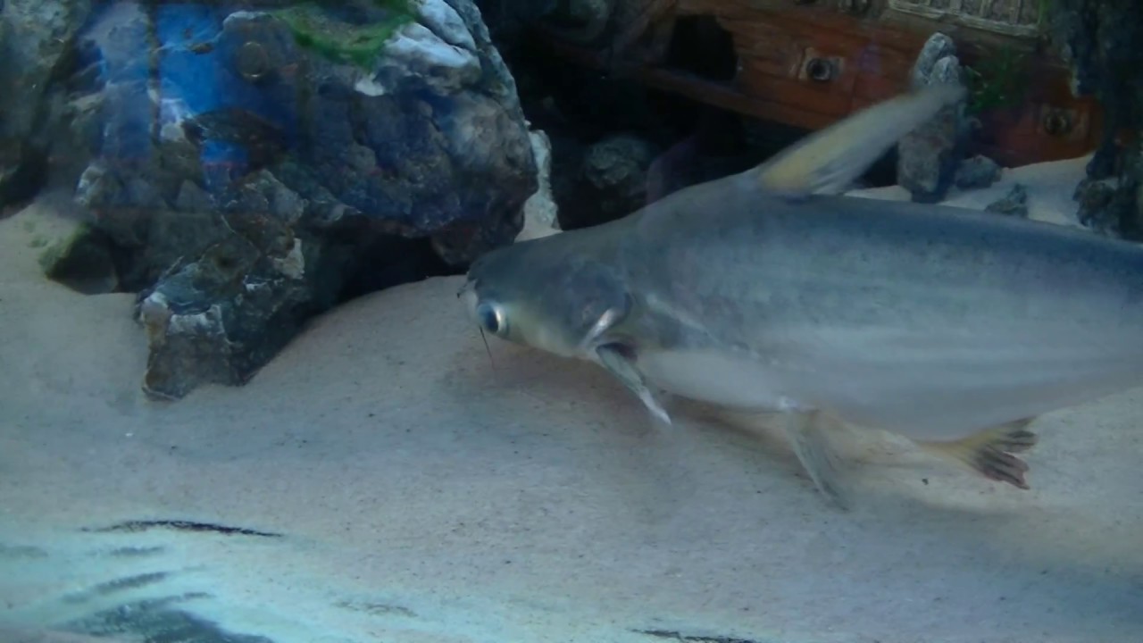 New monster fish for monster tank & catch up!! - YouTube