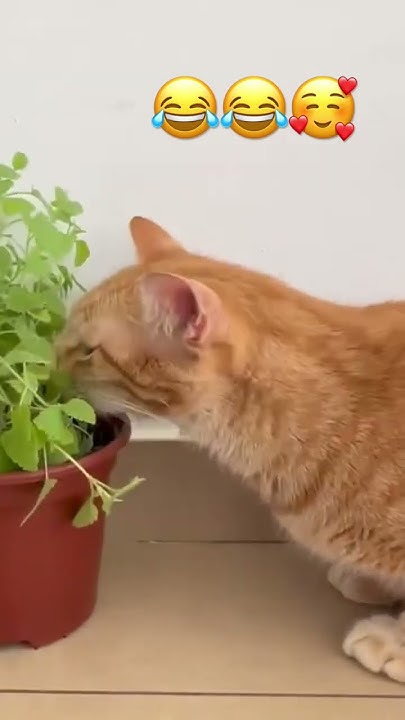 Catnip #cat #funnycats - YouTube