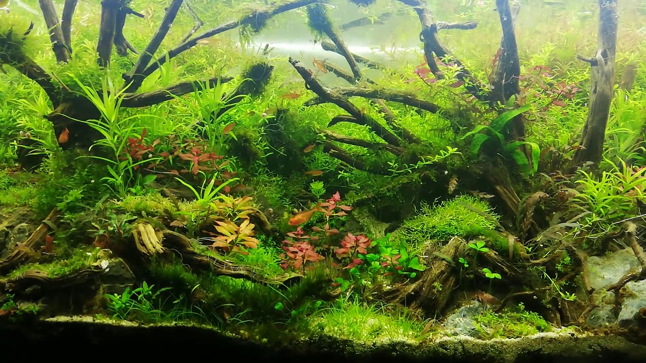 IAPLC TANK 2019: AN AQUARIUM FOR ENJOY - YouTube