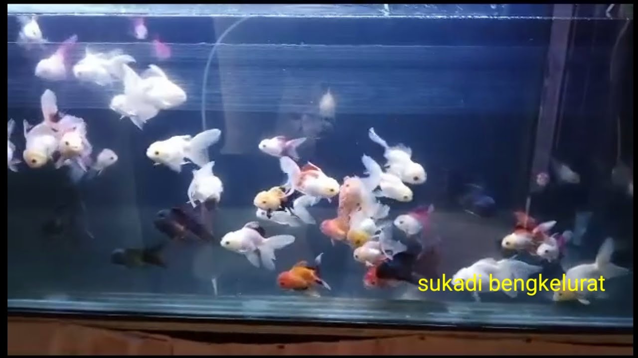 kumpulan ikan hias imut cantik cantik mempesona fishing - YouTube