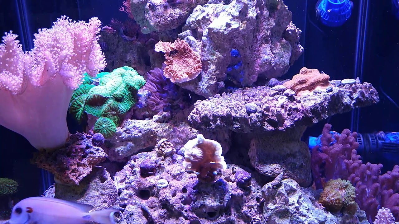 Aquário Marinho - Cubo Reef (vídeo 05) - YouTube