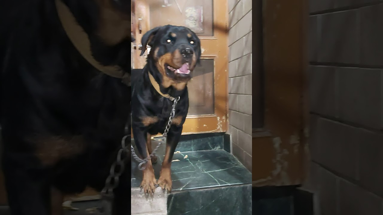 Rottweiler barking - YouTube