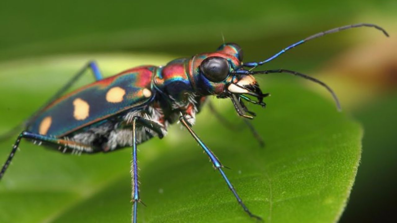 Tiger beetles the fastest running insect | Shocking Information | - YouTube