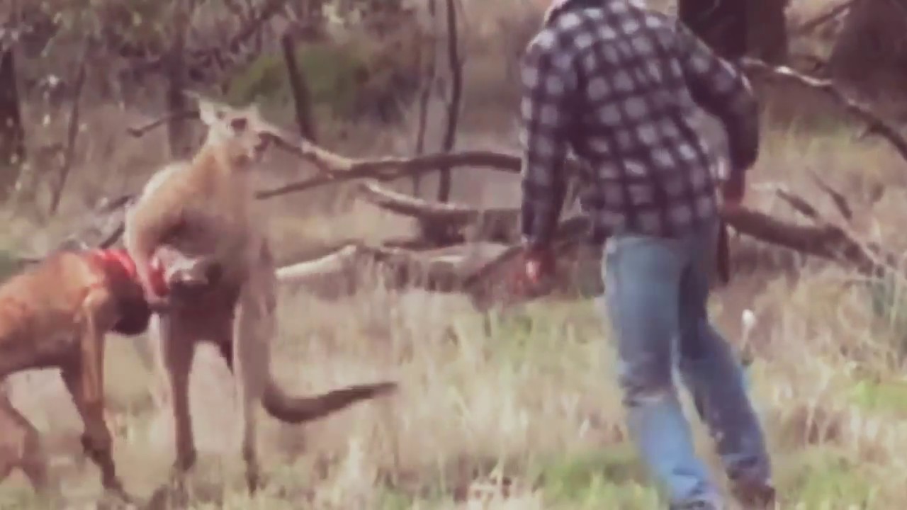 The Man Who Punched Kangaroo /to Save His Dog Faces /in Australia ...