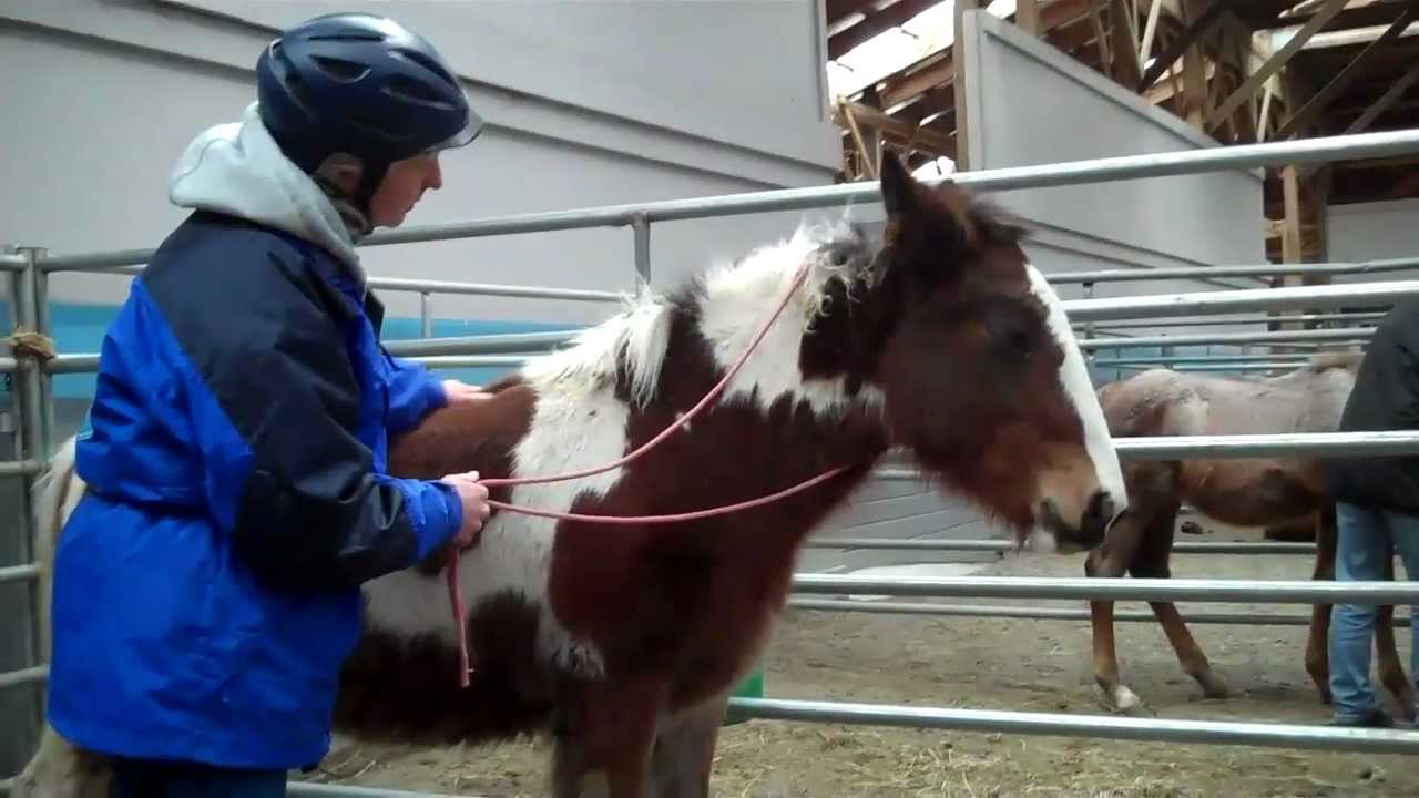 Feral Foals to Foals in Training ROTHS Foal Gentling Daily Diary Day 4 ...