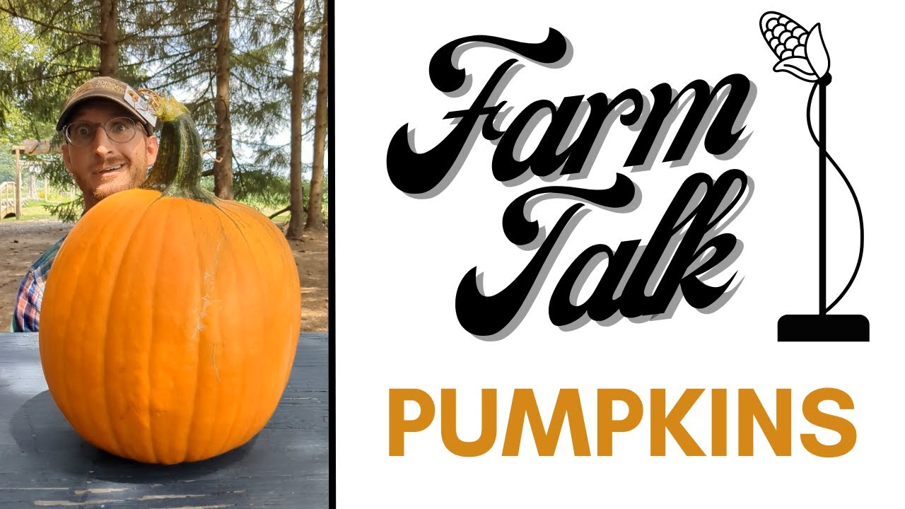 Let's Talk Farm Talk: Pumpkins - YouTube