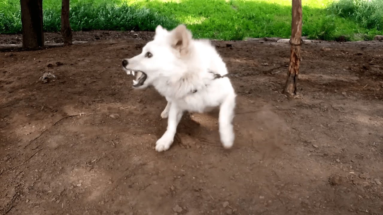 Dog barking sounds angry | Dog Barking Sound - YouTube