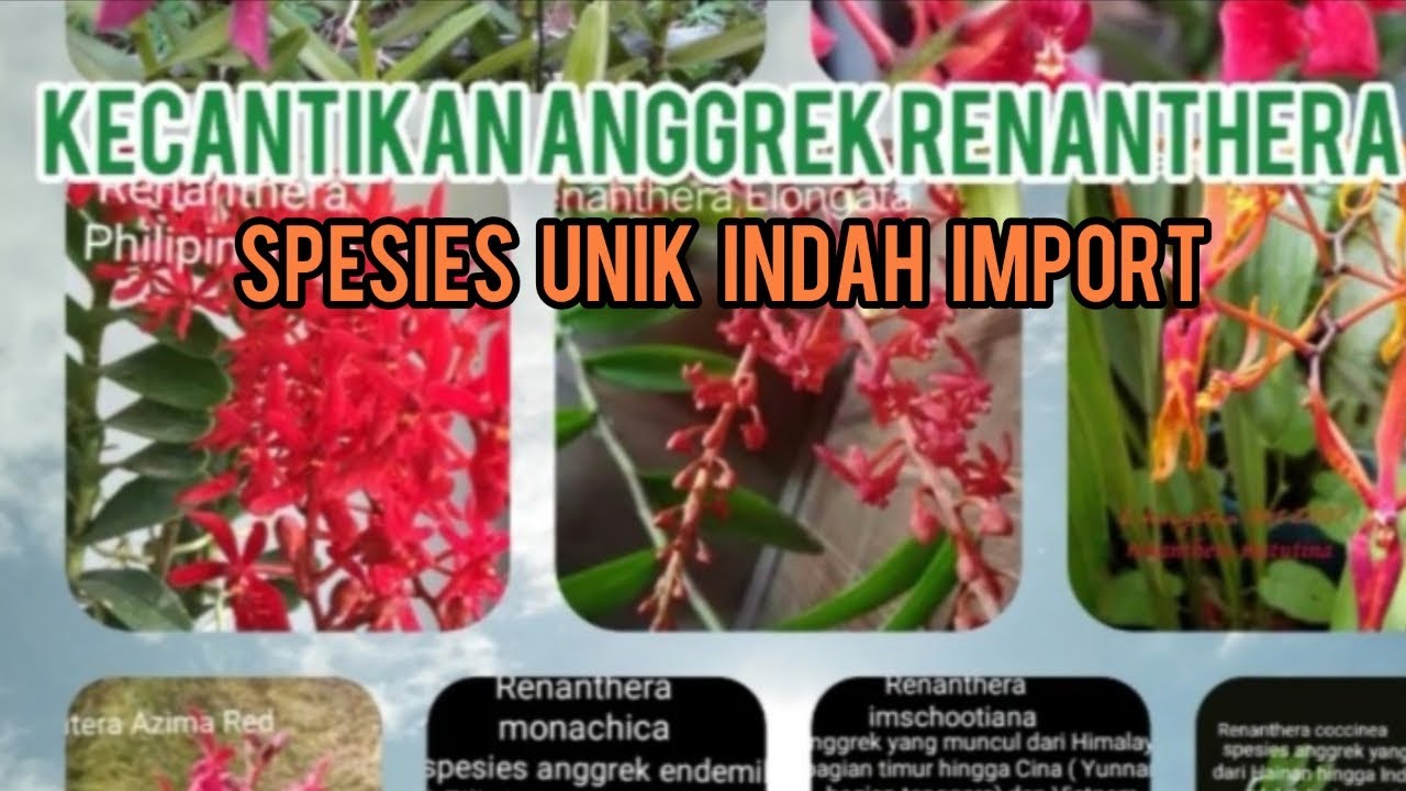 Mengenal Anggrek Genus Renanthera Yang Unik Dan Cantik Serta Spesies ...