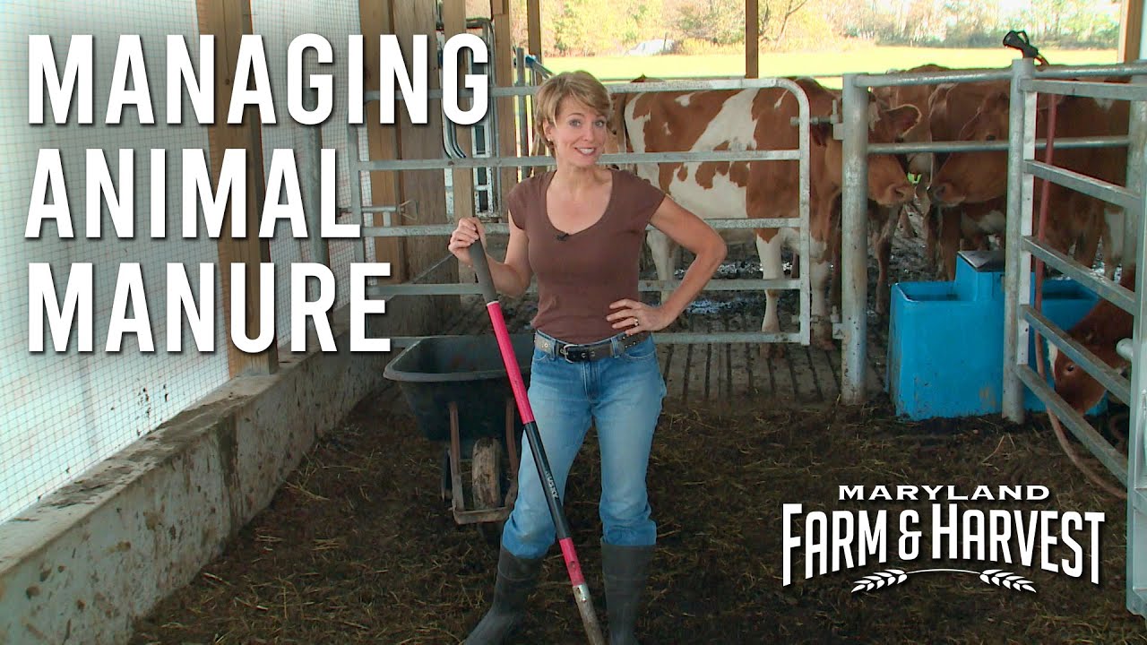 Managing Animal Manure | MD F&H Throwback - YouTube