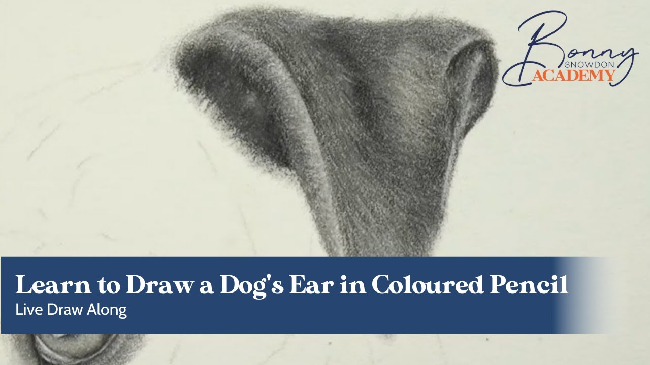 Learn to Draw a Realistic Dog's Ear in Coloured Pencil | Live Draw ...