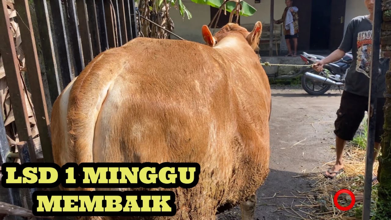 SAPI LSD SEMBUH ITU NYATA ‼️ JANGAN TAKUT ️ - YouTube