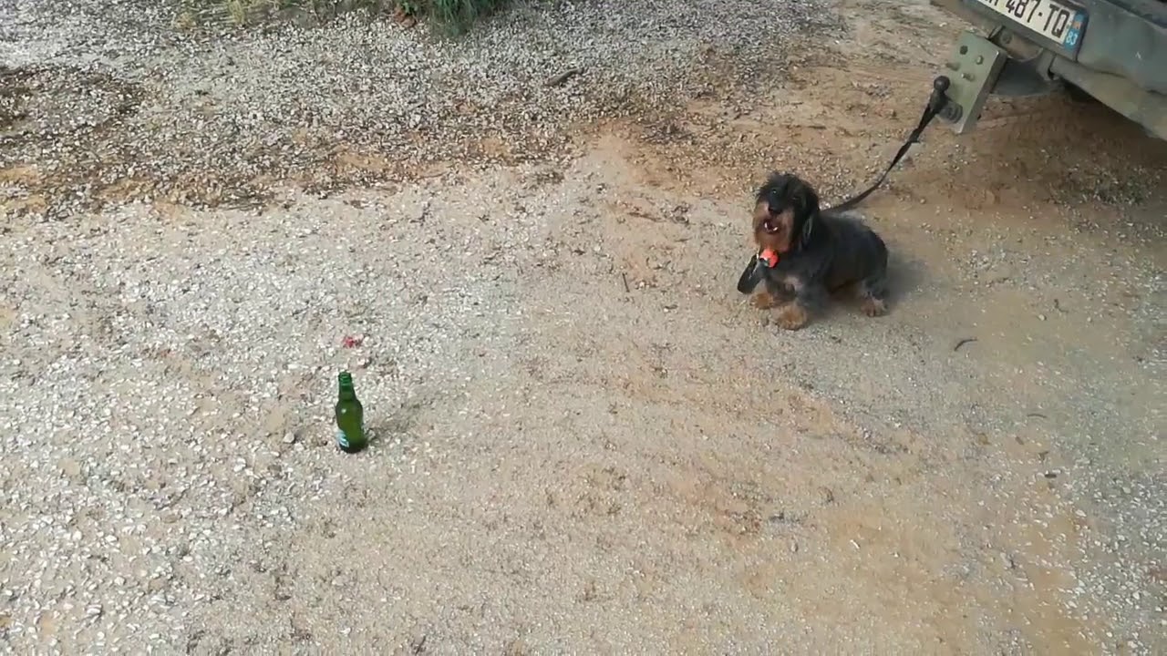 chasse sanglier janvier2018, un énorme ferme d un teckel - YouTube