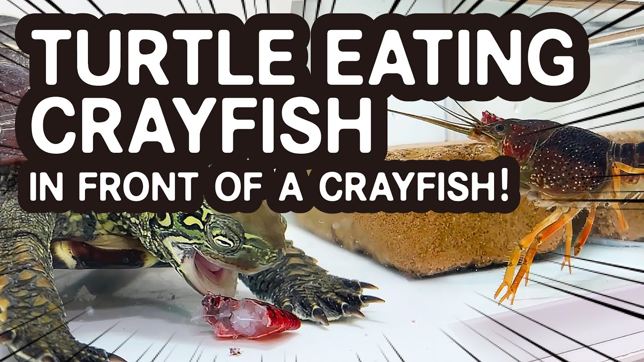 Turtle eating crayfish in front of a crayfish. - YouTube