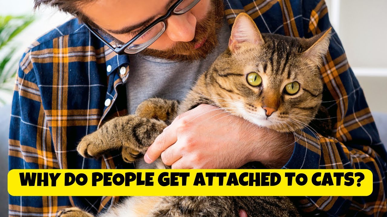 Why Do People Get Attached to Cats? - YouTube