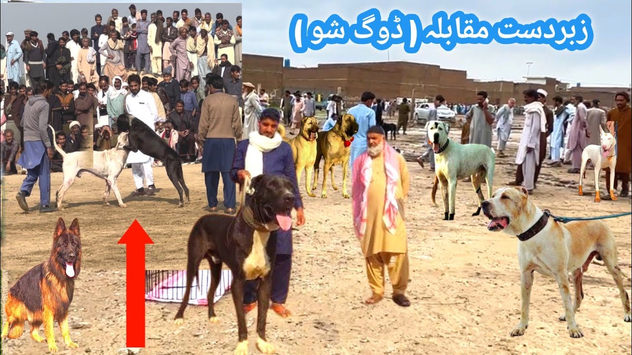 Pakistan Famous Dogs 🐕 Market Ka Surprise Visit | pk Animals - YouTube