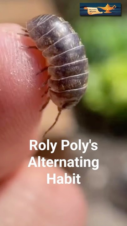 Roly-Poly (Pill Bug) - YouTube