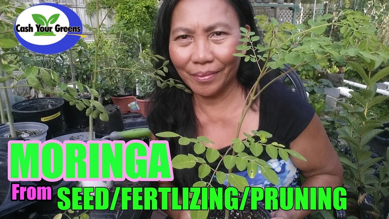 MORINGA - Growing Moringa from Seeds, Fertilizing & Pruning - YouTube
