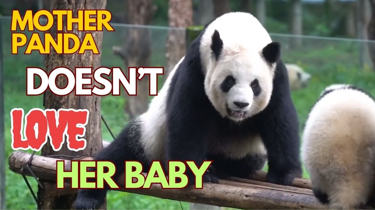 Mother Panda doesn't love her baby? - YouTube