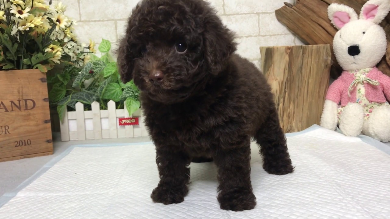 Chocolate Toy Poodle - Mickey - YouTube