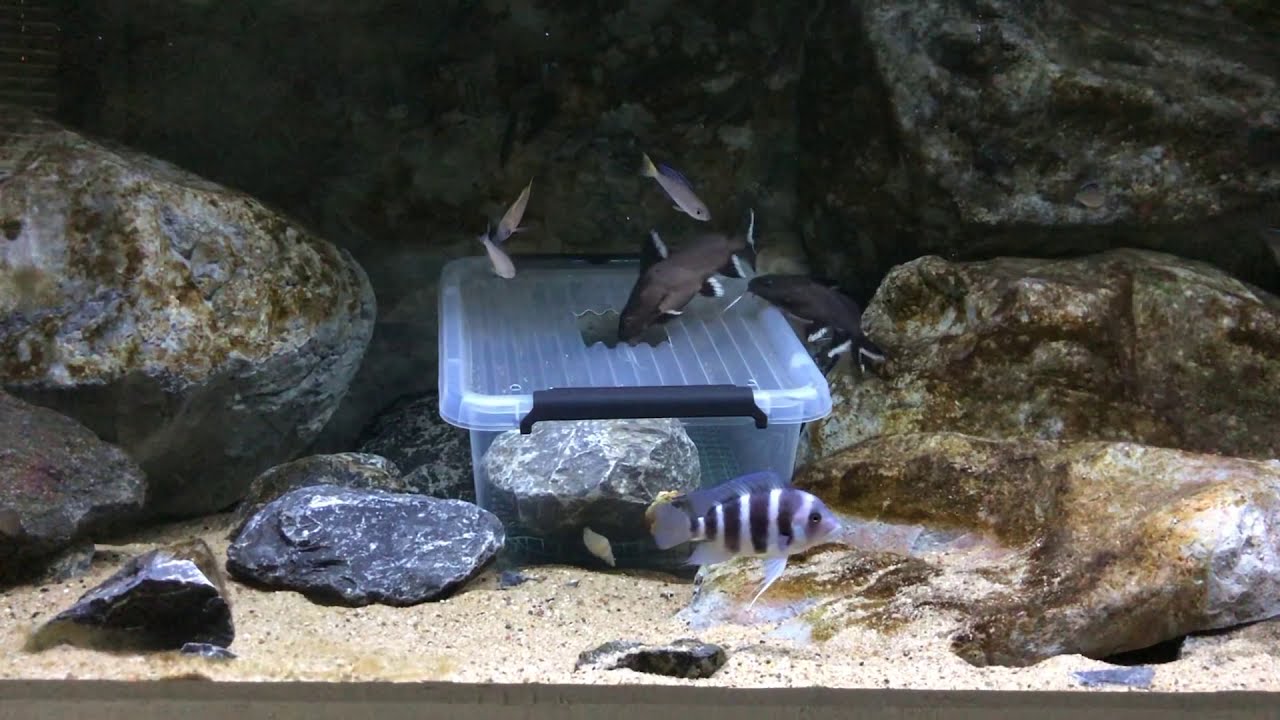 Synodontis granulosus breeding behavior - YouTube
