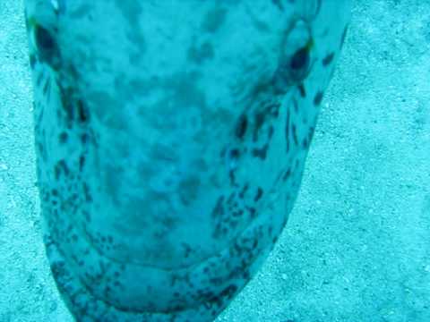 Giant Cod - Great Barrier Reef Cairns Australia - YouTube