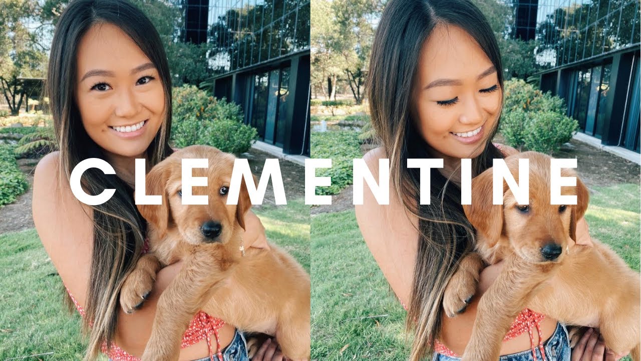 VLOG | PICKING UP MY GOLDEN RETRIEVER PUPPY | Erin Kacey - YouTube