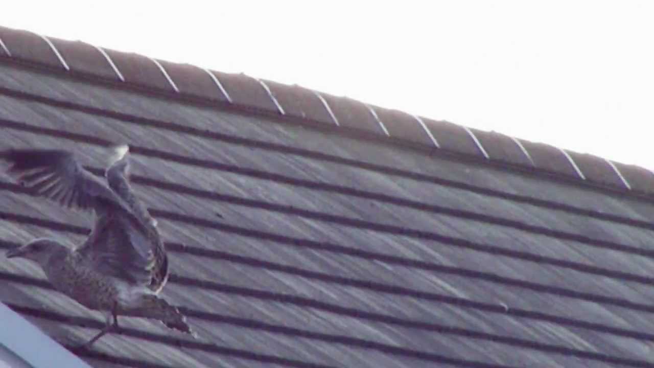 baby seagull learning to fly up a roof - YouTube