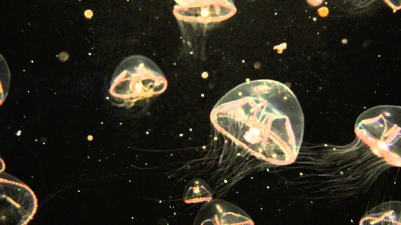 Tiny Umbrella Jellies - Aquarium of the Pacific (Eutonina indicans ...