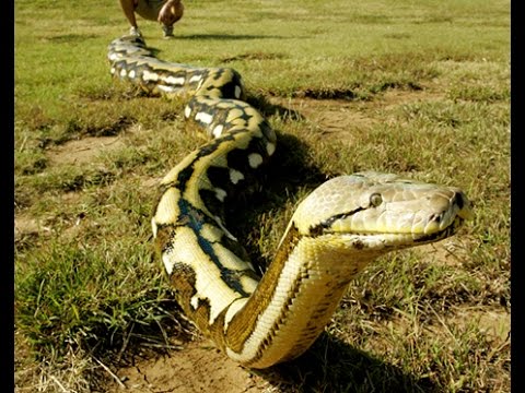 Giant Anaconda World's Biggest Snake Found on Earth Largest Snake ...