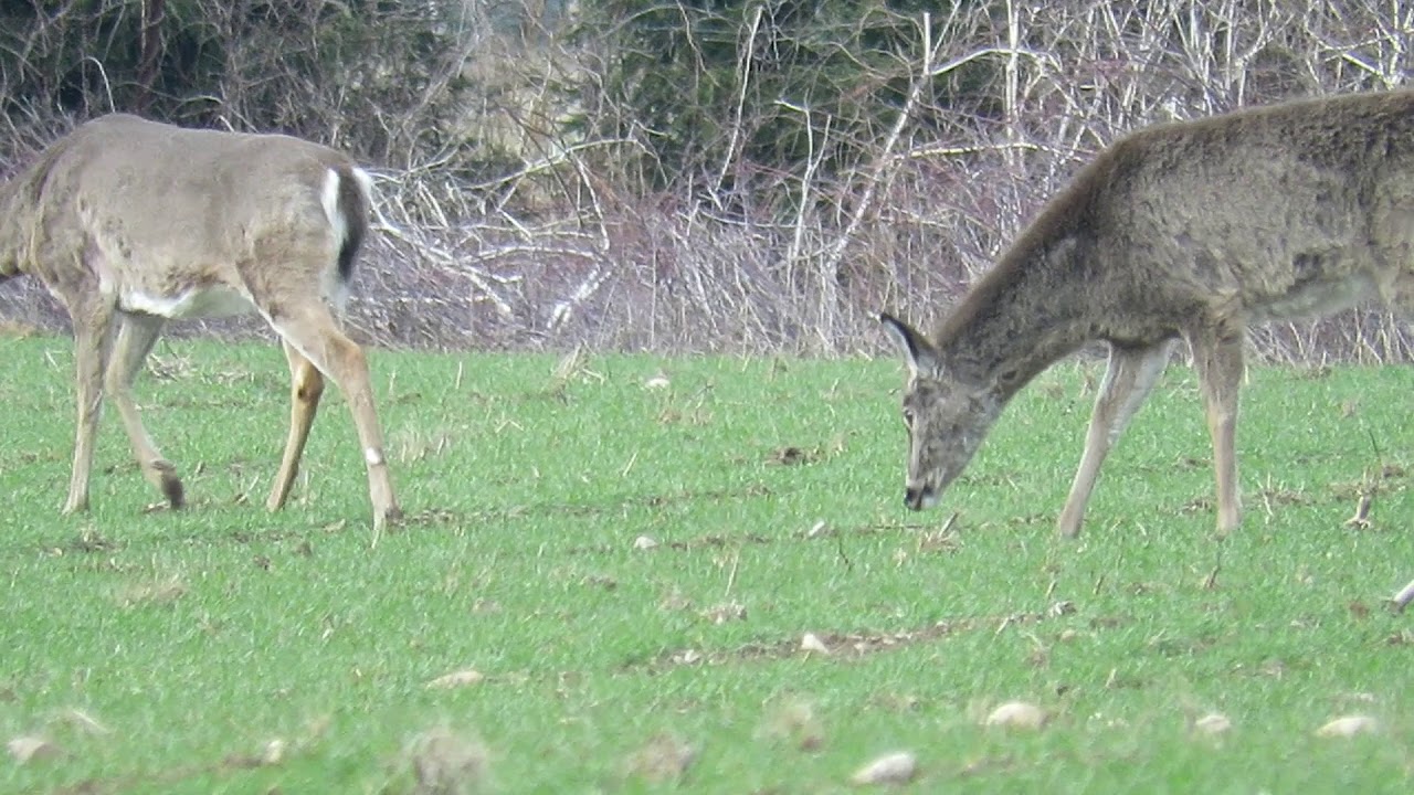 Wild Deer - - الغزال البري - YouTube