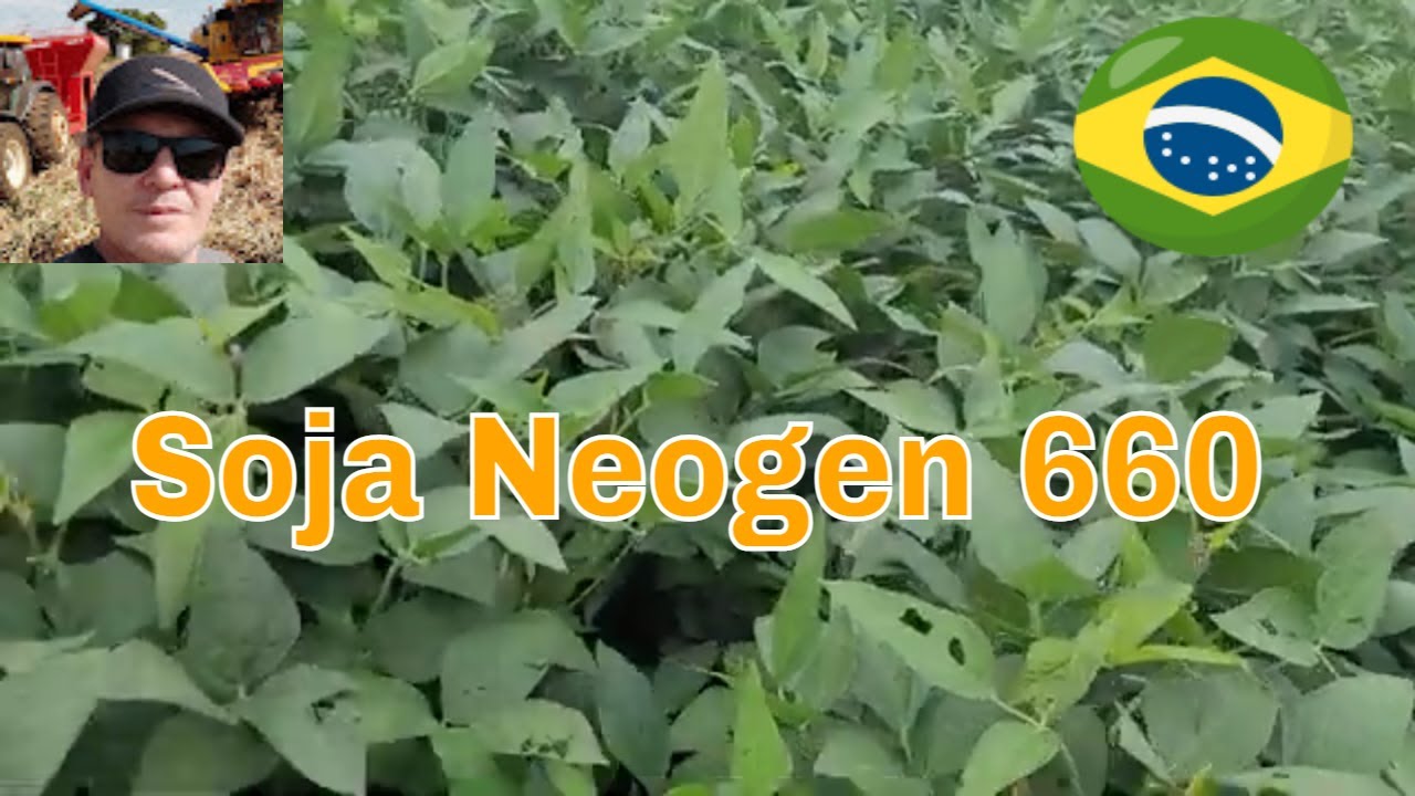 Como está a Soja Neogen 660, mostrando esse cultivar que ano passado ...