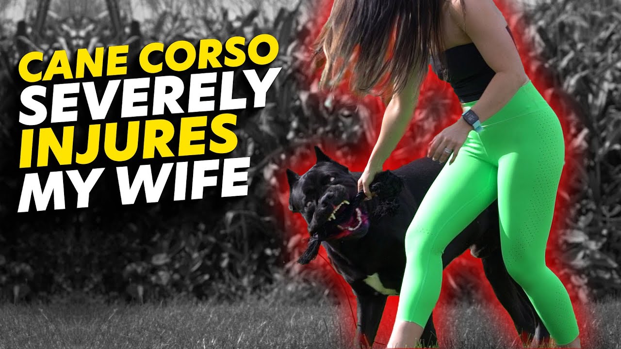 Cane Corso Severely INJURES My Wife - Dangerous! - YouTube