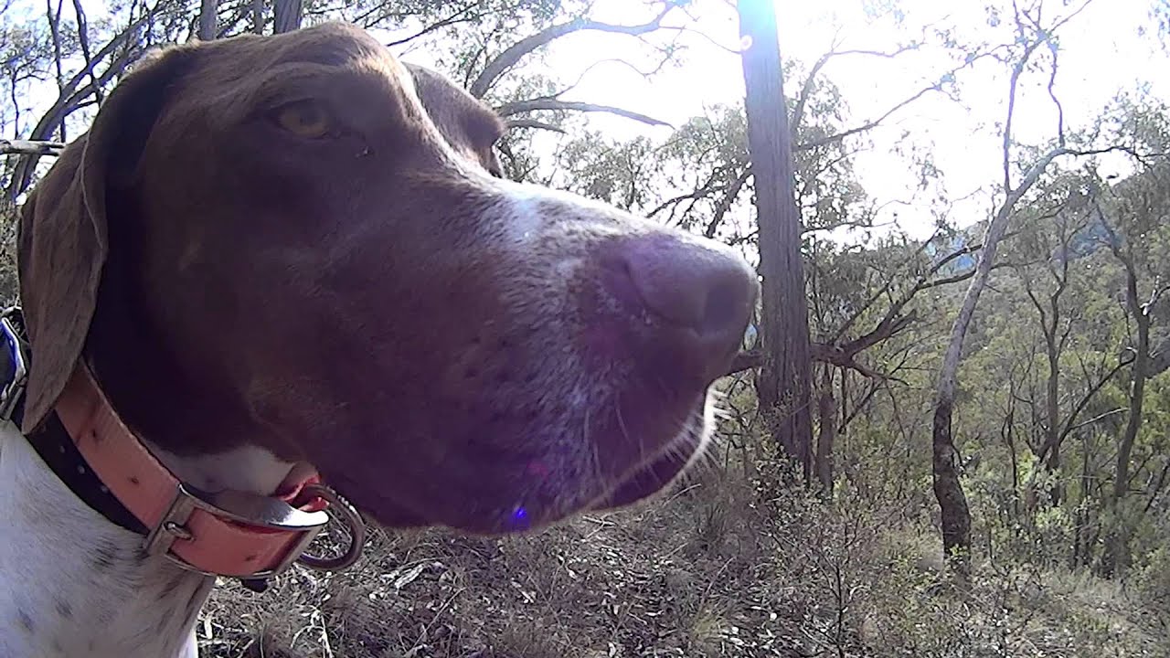English pointer sniffing sambar deer on the breeze - YouTube
