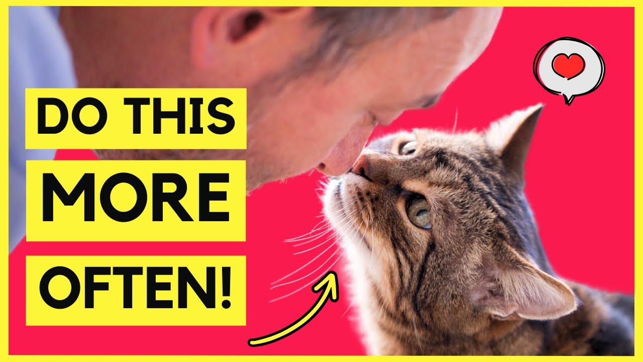 8 Things You Should Do More Often for Your Cat - YouTube