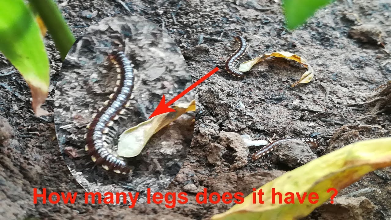 Can you know what is its name ? How many legs does it have ! Small ...