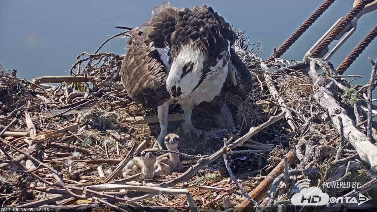 2017 Golden Gate Osprey: Two Baby Ospreys! - YouTube