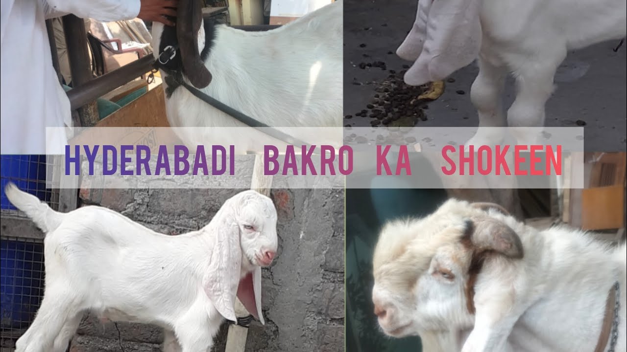 shok karo to inke jesa Hyderabadi bakro or bakriyo ka Delhi ke shokin ...