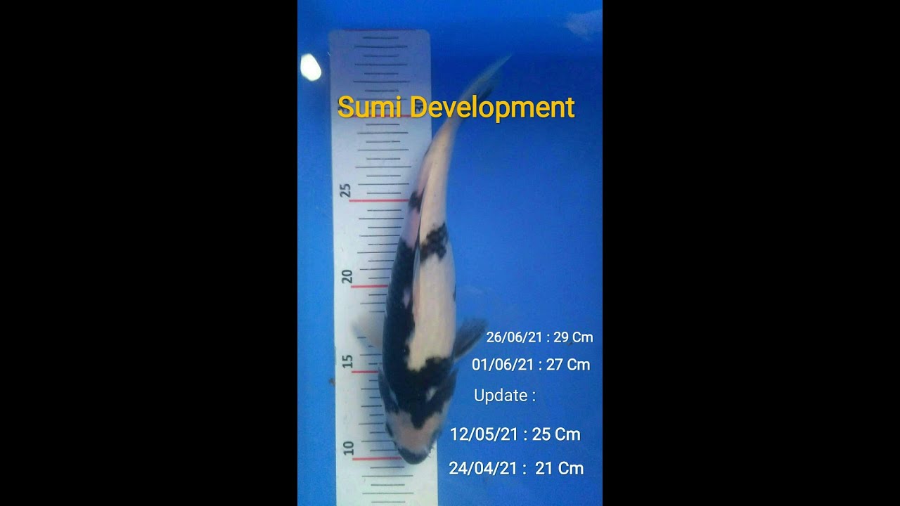 Shiro Utsuri Koi Fish Development - YouTube