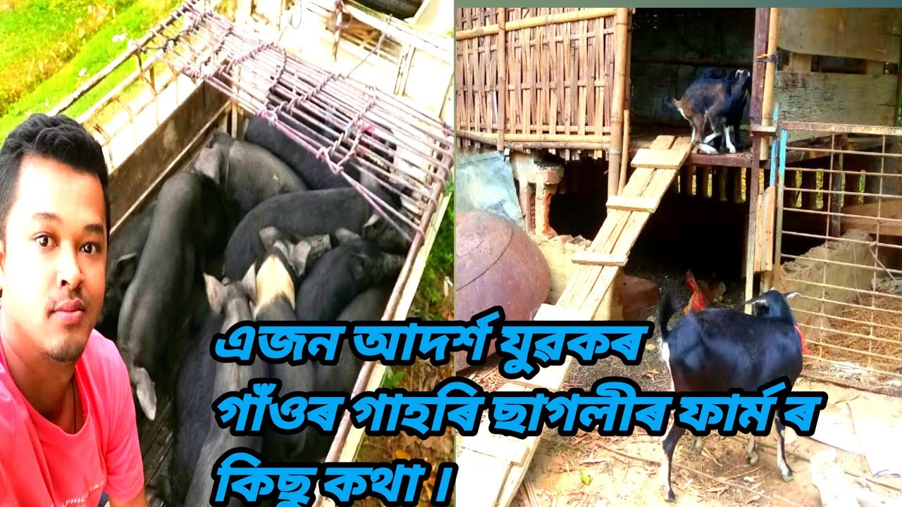 Assam local pig farm // গাহৰি ছাগলী ফাৰ্মৰ দ্বাৰা স্বাৱলম্বিতা // - YouTube