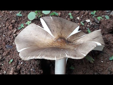 Musim jamur barat(supa) telah tiba🙊🙊🙊 - YouTube