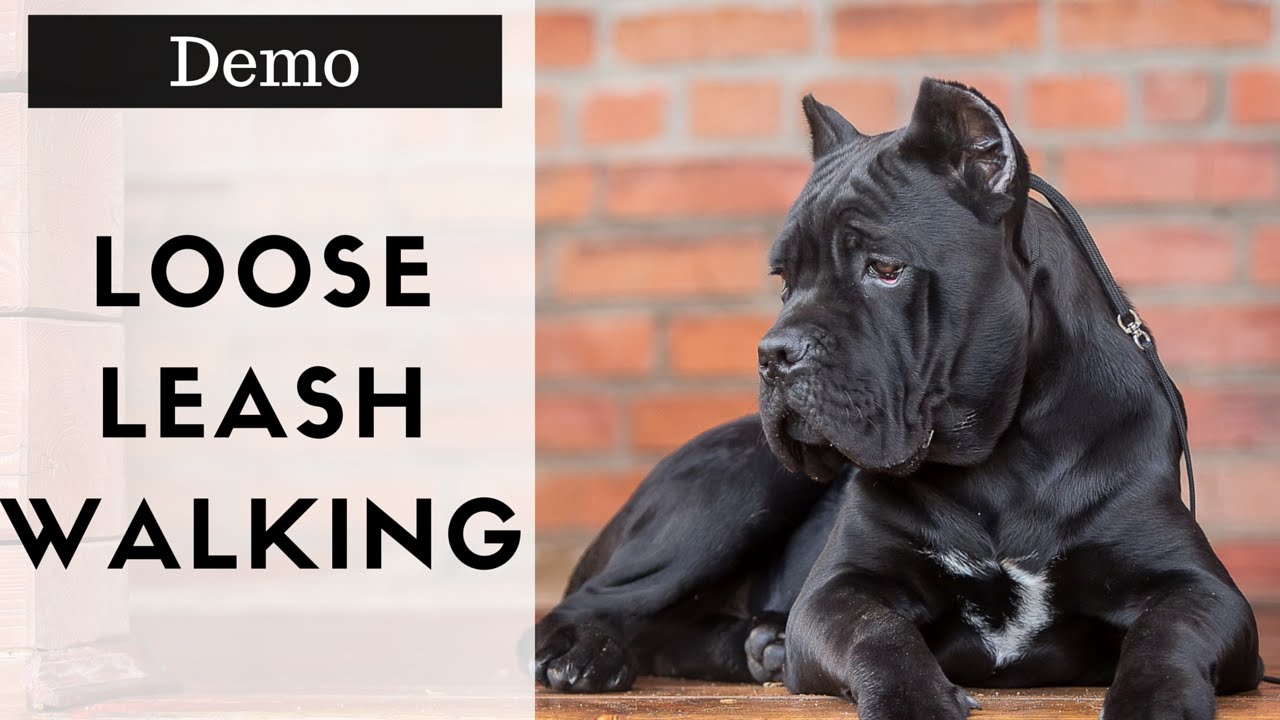 How To Walk Your Dog Without Him Pulling Demonstration - YouTube