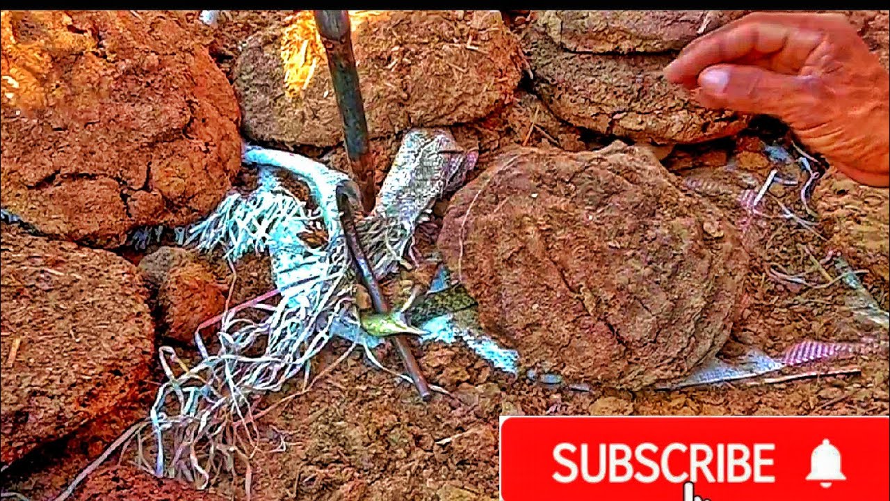 Water 🐍Snake. 🙏. Roop#Snake# - YouTube