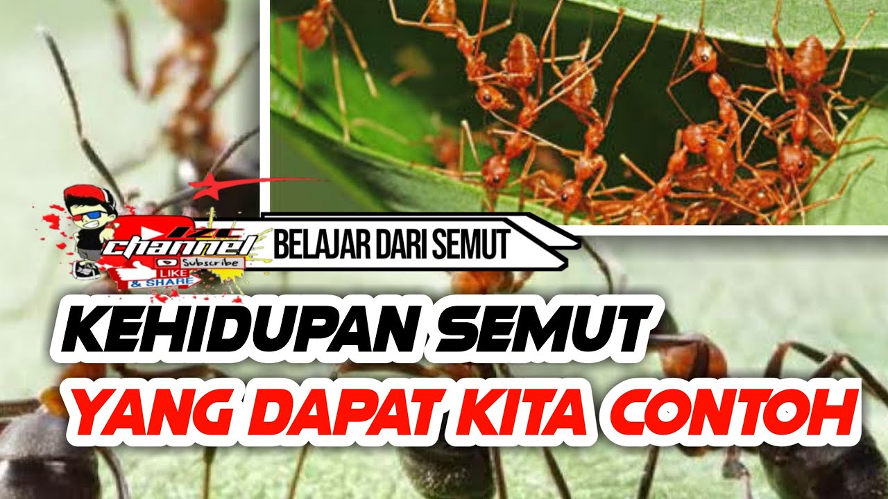Belajar dari hewan Semut kehidupan semut yang perlu kita contoh - YouTube