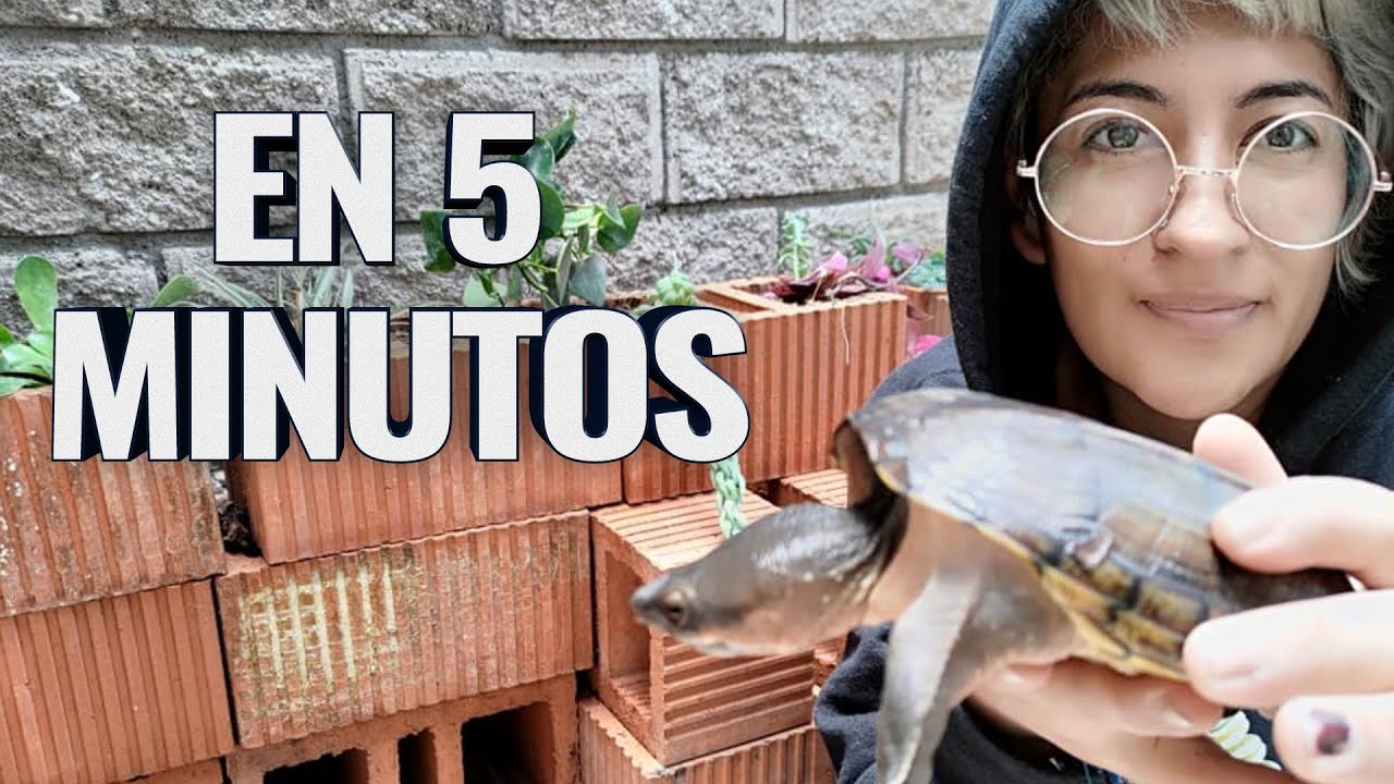 Cómo hacer un terrario para tortuga en 5 minutos sin cemento y fácil ...