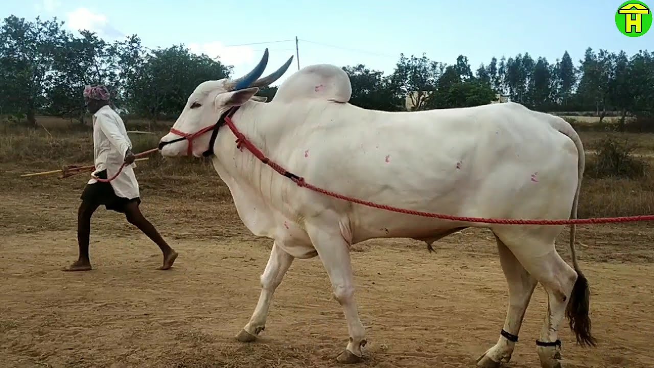 || Powerful White Khillari Racing Bull of Marihal Sambara Running in ...