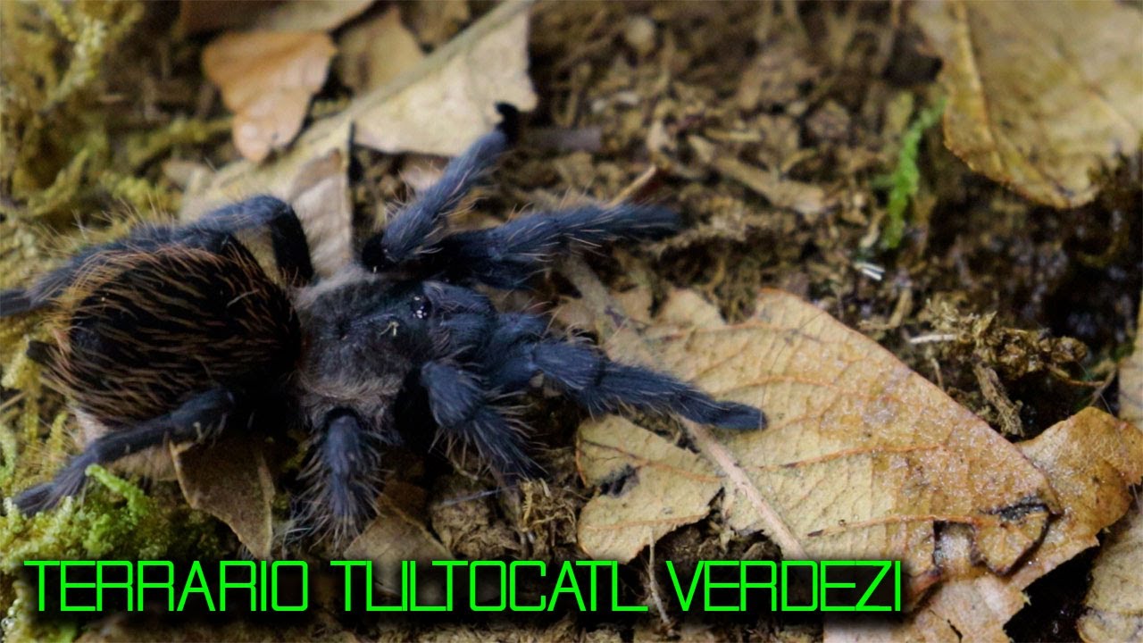 NUEVO TERRARIO PARA TARANTULA TLILTOCATL VERDEZI | REHOUSING TARANTULA ...