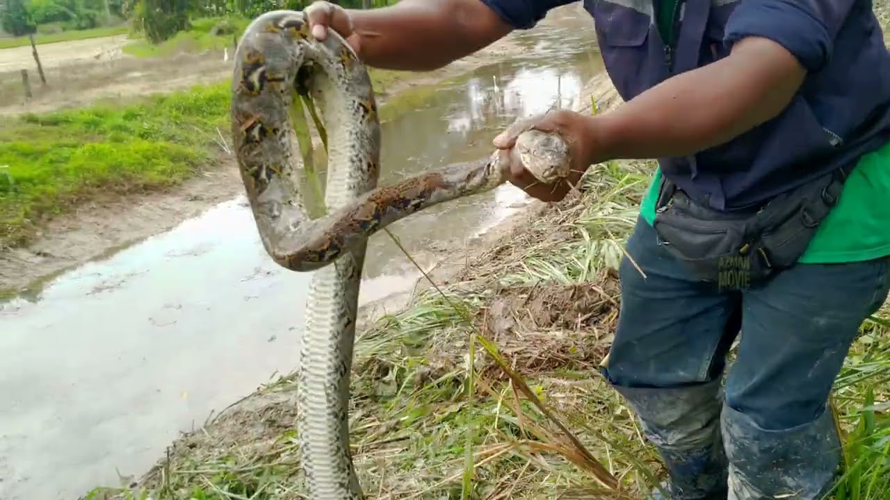 AZMANMOVIE TERJUMPA ULAR SAWA BATIK DENGAN EXCAVATOR CUCI SUNGAI - YouTube