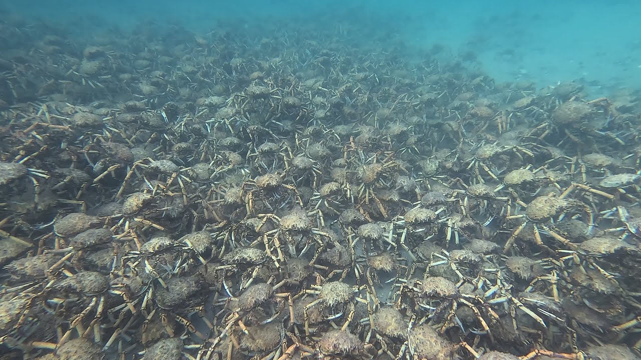 Rye Pier - Giant Spider Crabs - April 2024 - YouTube