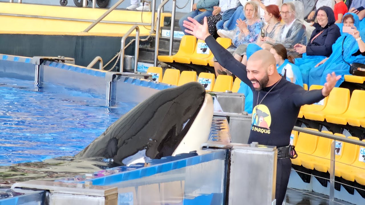 Adán & Aday, OrcaOcean, Loro Parque, 26.03.2024 - YouTube